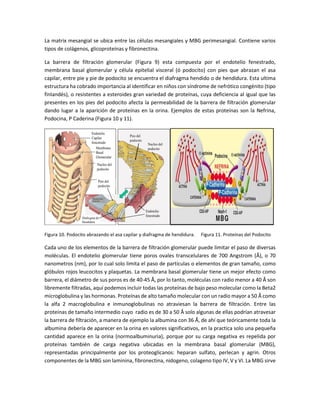 Anatomia y-fisiologia-renal | PDF