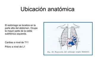 anatomia y fisiologia del estomago | PPT