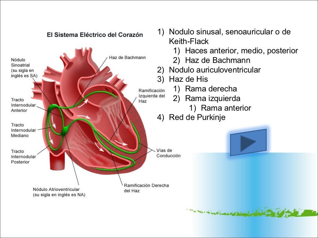 Anatomía y sistema de conduccion