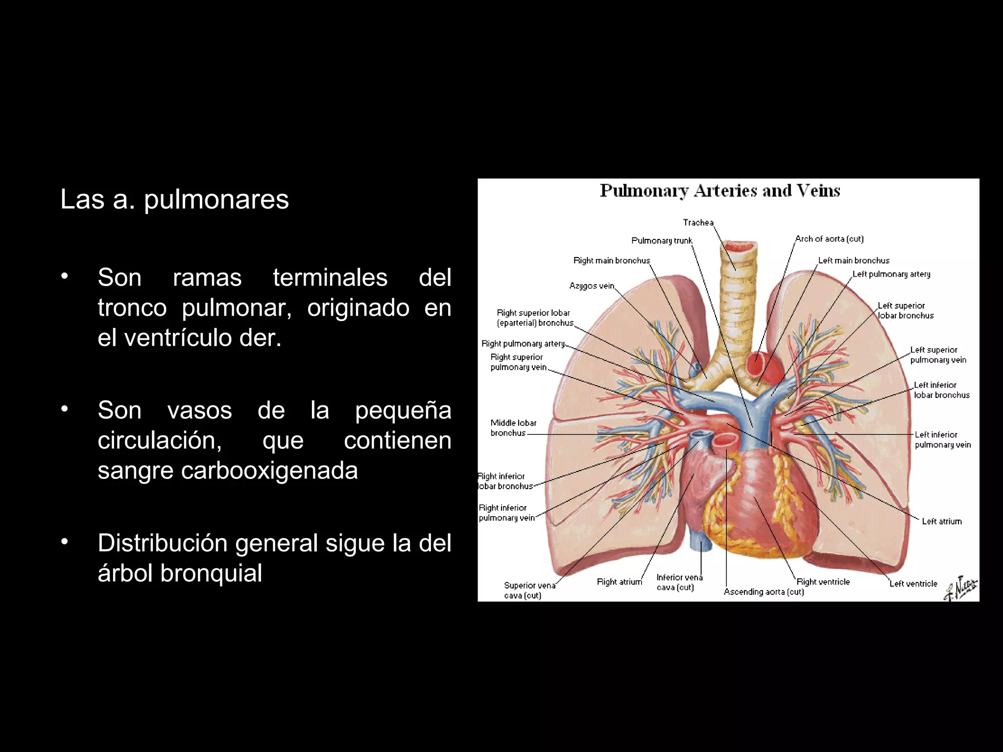 Anatomia[1] | PPT