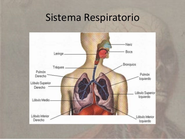 Aparato Respiratorio Anatoma Y Fisiologa Neumologa