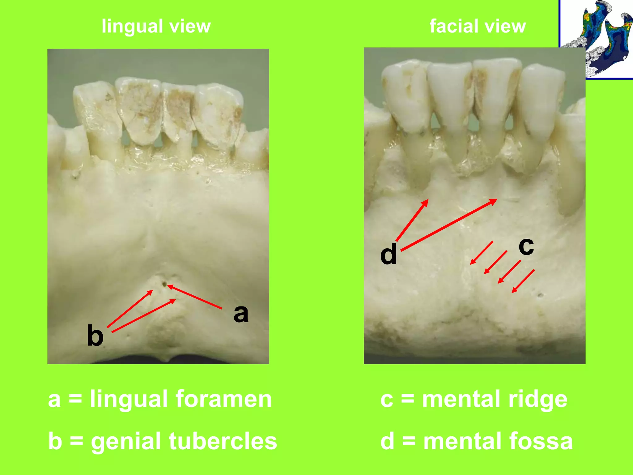 Anatomia 1 | PPTX