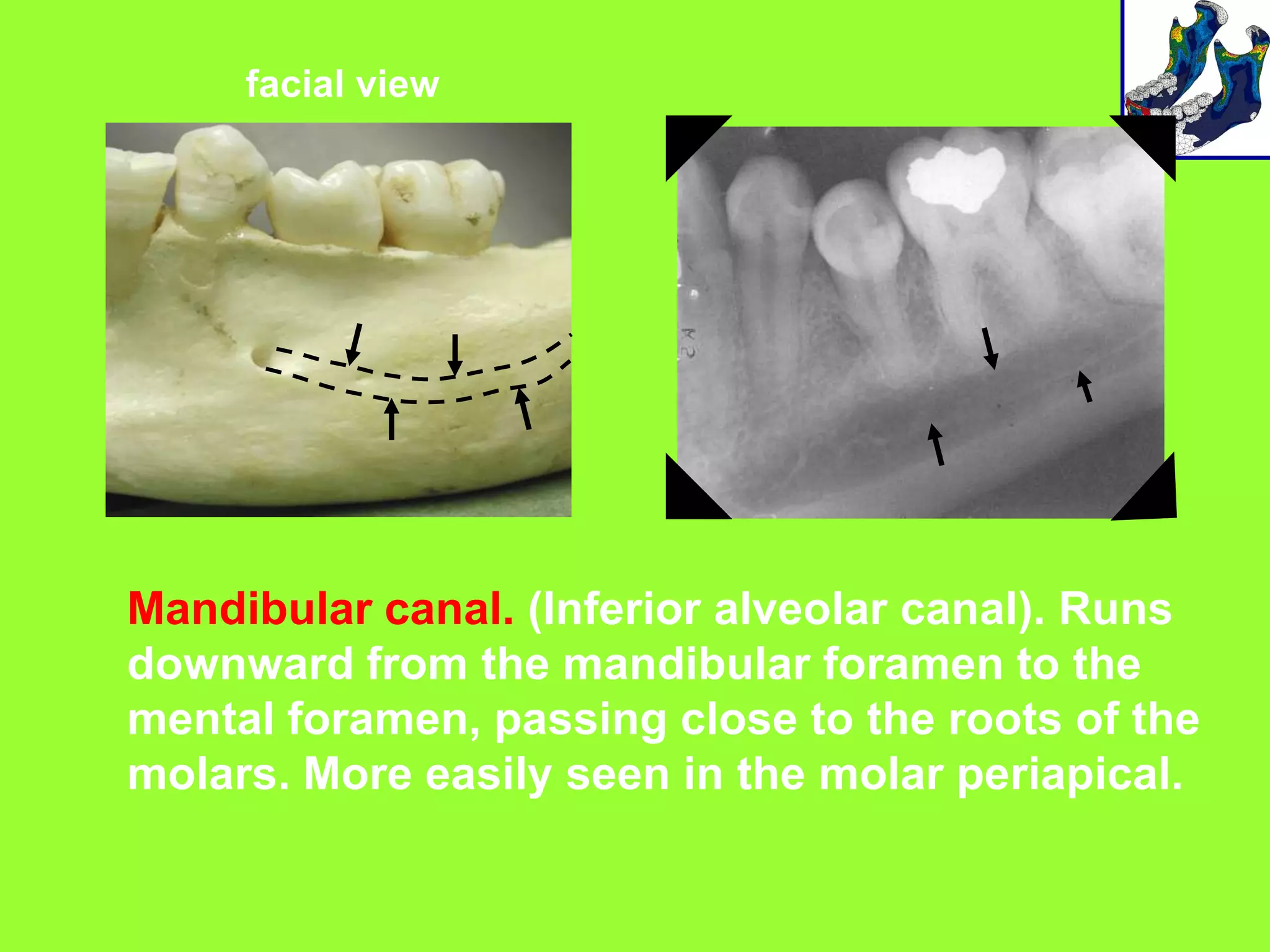 Anatomia 1 | PPTX