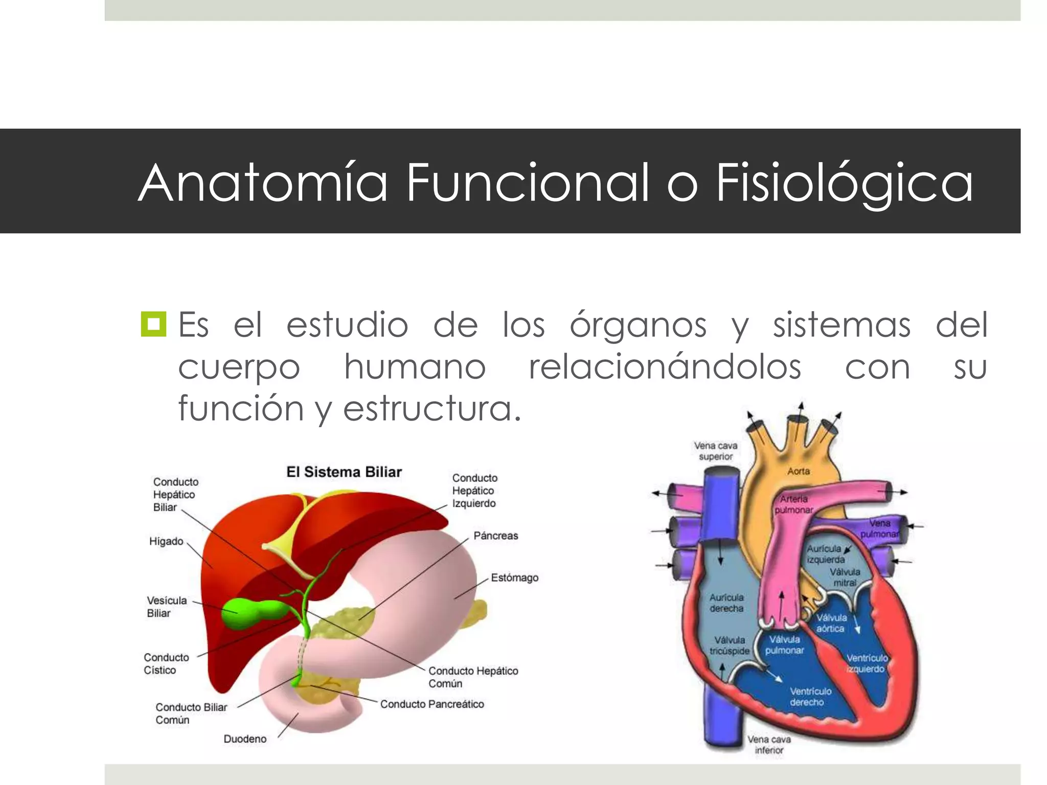 generalidades de la anatomia | PPT