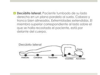generalidades de la anatomia | PPTX
