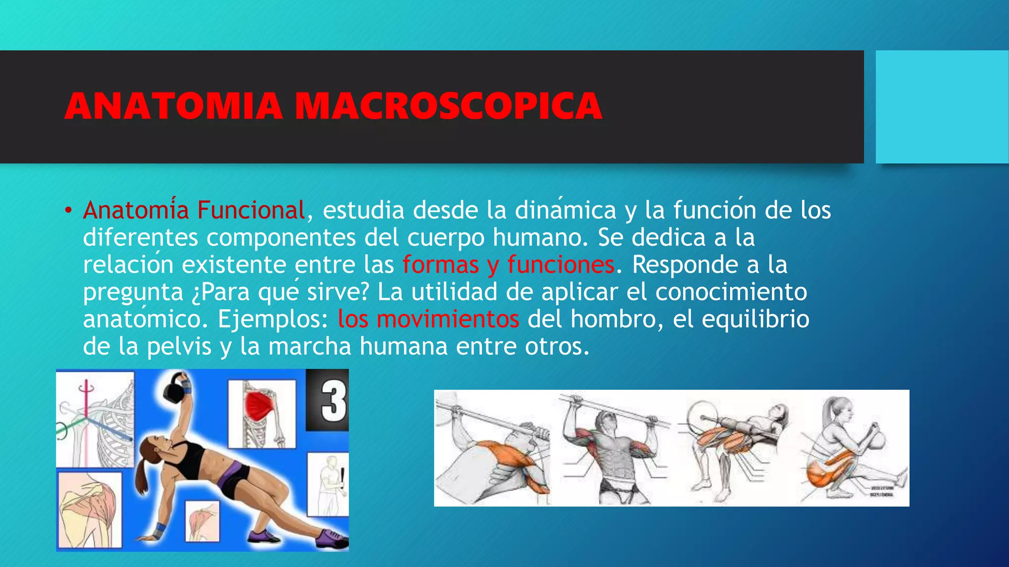 Anatomia 1 Pptx Descarga Gratuita