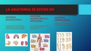 ANATOMIA 1.pptx