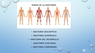 anatomia 1.pptx