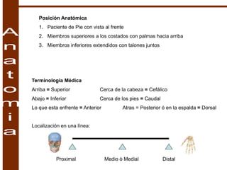 Anatomia 1.ppt