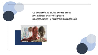 ANATOMIA 1.1.pptx