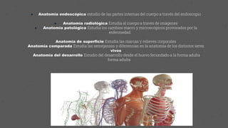 anatomia 1.2 divisiones y clasificacion de la anatomia.pptx