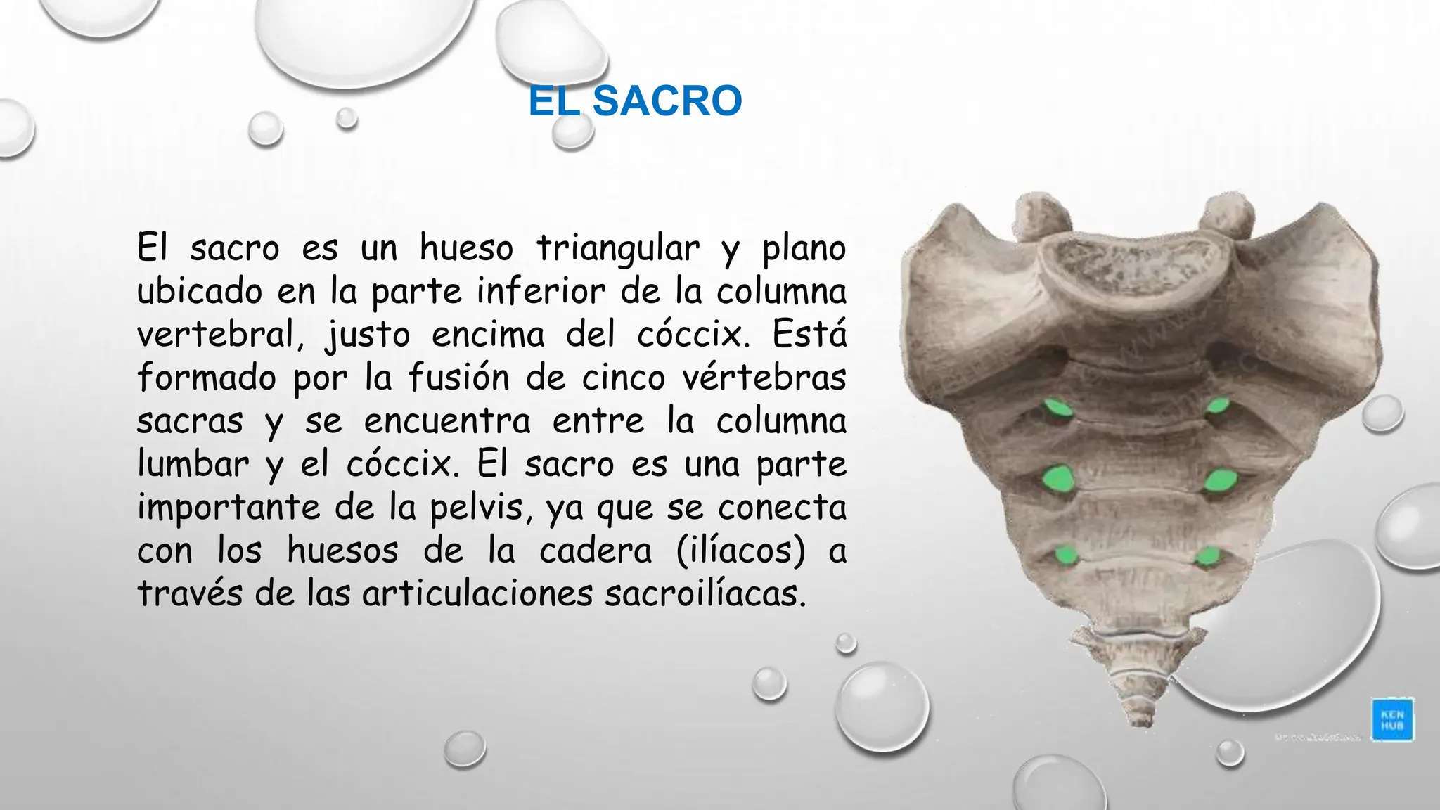 ANATOMIA 1.pptxeeeeeeeeeeeeeeeeeeeeeeeeeeeeeeeeee | PPTX