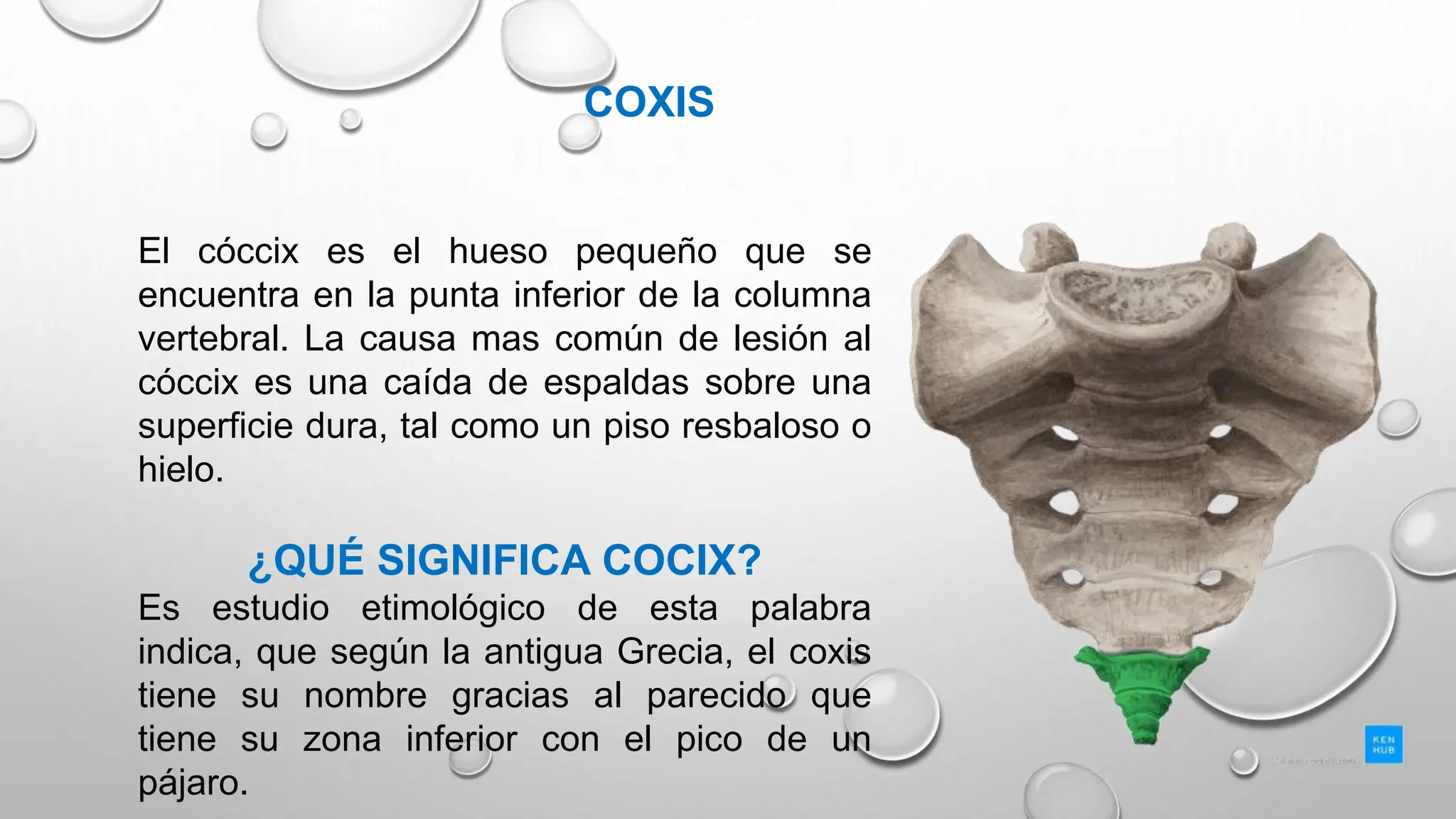 ANATOMIA 1.pptxeeeeeeeeeeeeeeeeeeeeeeeeeeeeeeeeee | PPTX
