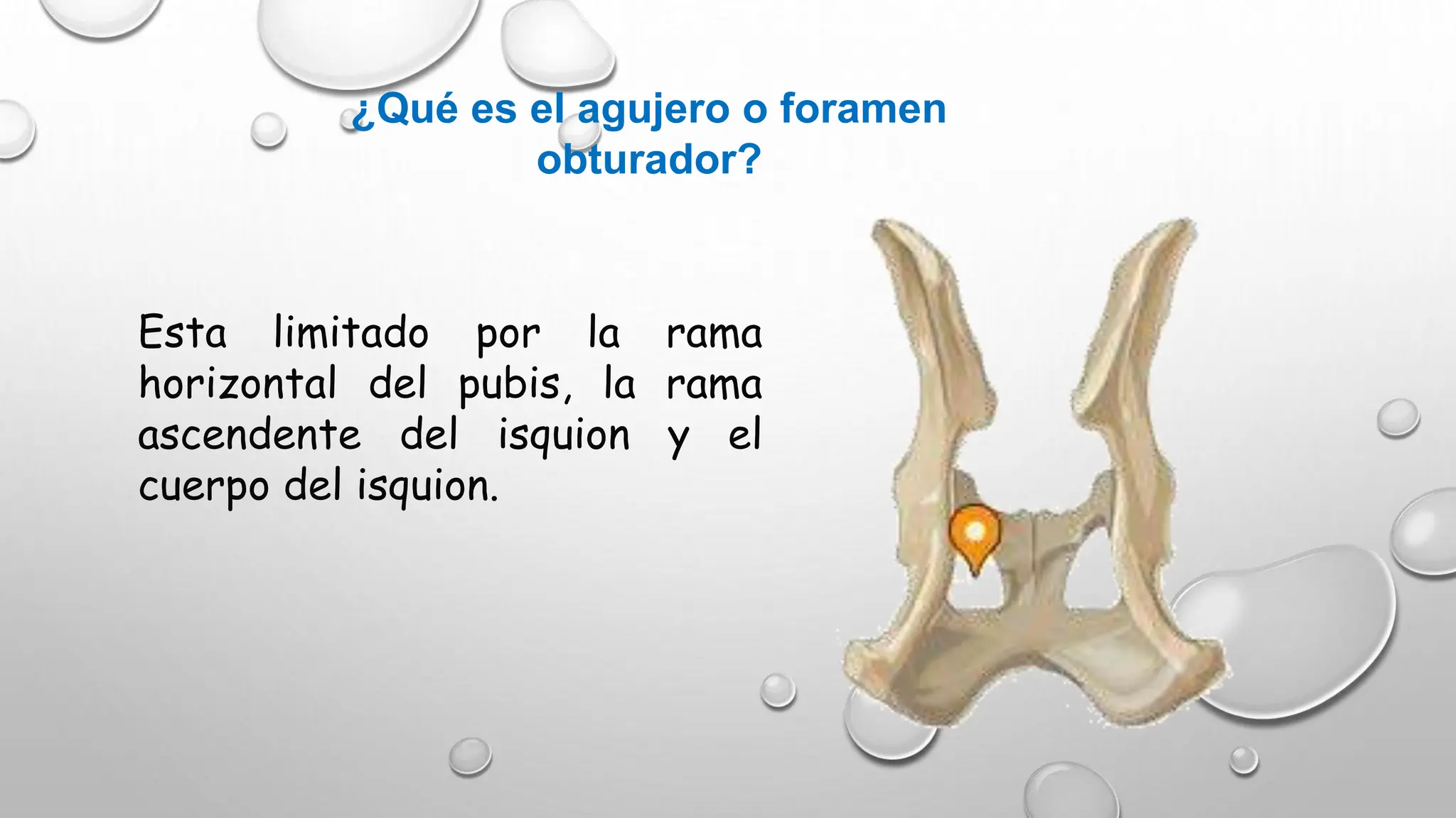 ANATOMIA 1.pptxeeeeeeeeeeeeeeeeeeeeeeeeeeeeeeeeee | PPTX