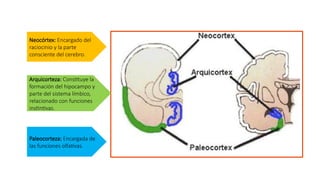 anatomia y fisiologia del sistema nervios.pptx