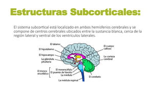 anatomia y fisiologia del sistema nervios.pptx