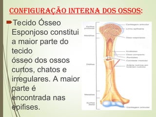 Anatomia 1111111111111 - Osteologia.ppt