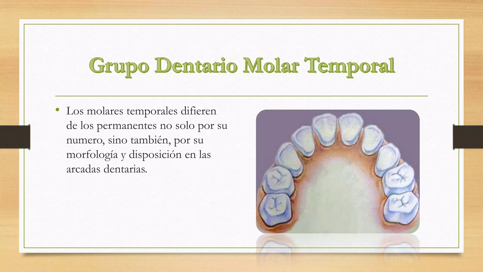 Anatomia 1er molar temporal | PPT