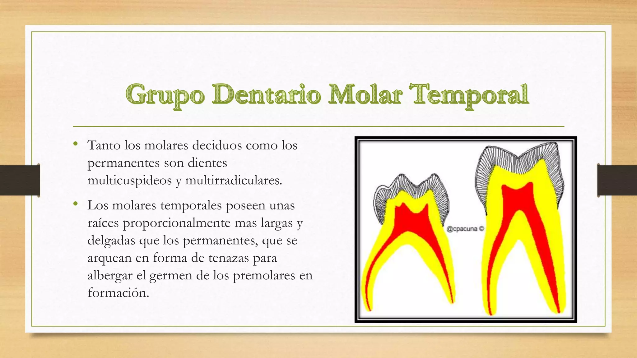 Anatomía Del Primer Molar