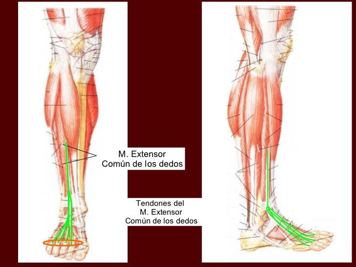 Miologia de Miembro Inferior