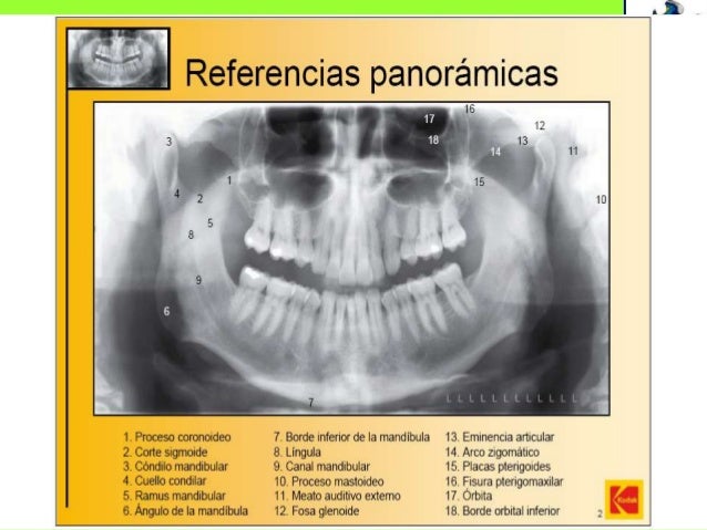 Anatomia 2