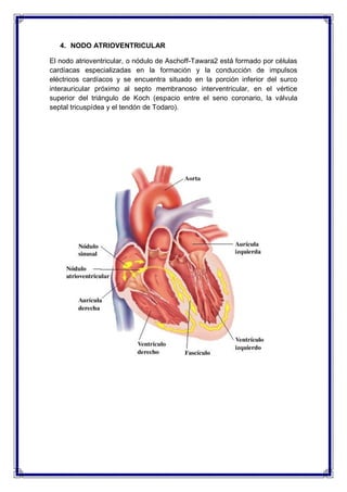GLOSARIO DEL SISTEMA CARDIOVASCULAR | PDF