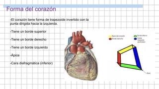 Anatomia 2 resumen de anatomia kkkkkkkkk | PPT