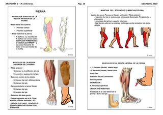 Anatomia 2 locomotor inferior - usa 2019 alu | PDF