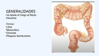 ANATOMIA2222222.pptx la anatomia relativa con la respuesta inmune | PPTX