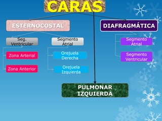 CONFIGURACIÓN EXTERNA DEL CORAZÓN | PPTX