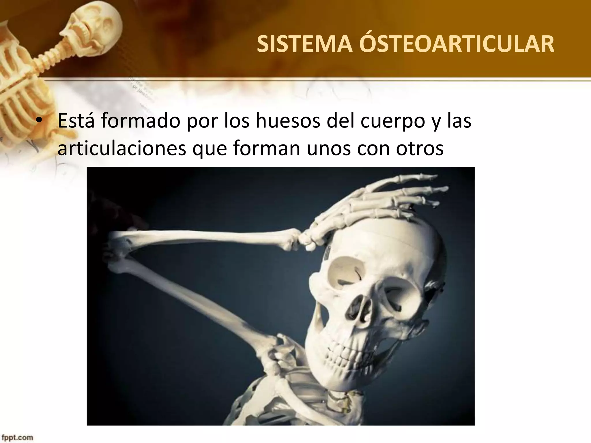Anatomia 4 sistema osteoarticular | PPT