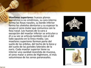 Anatomia 4 sistema osteoarticular | PPTX