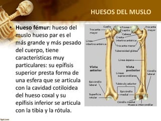 Anatomia 4 sistema osteoarticular | PPTX