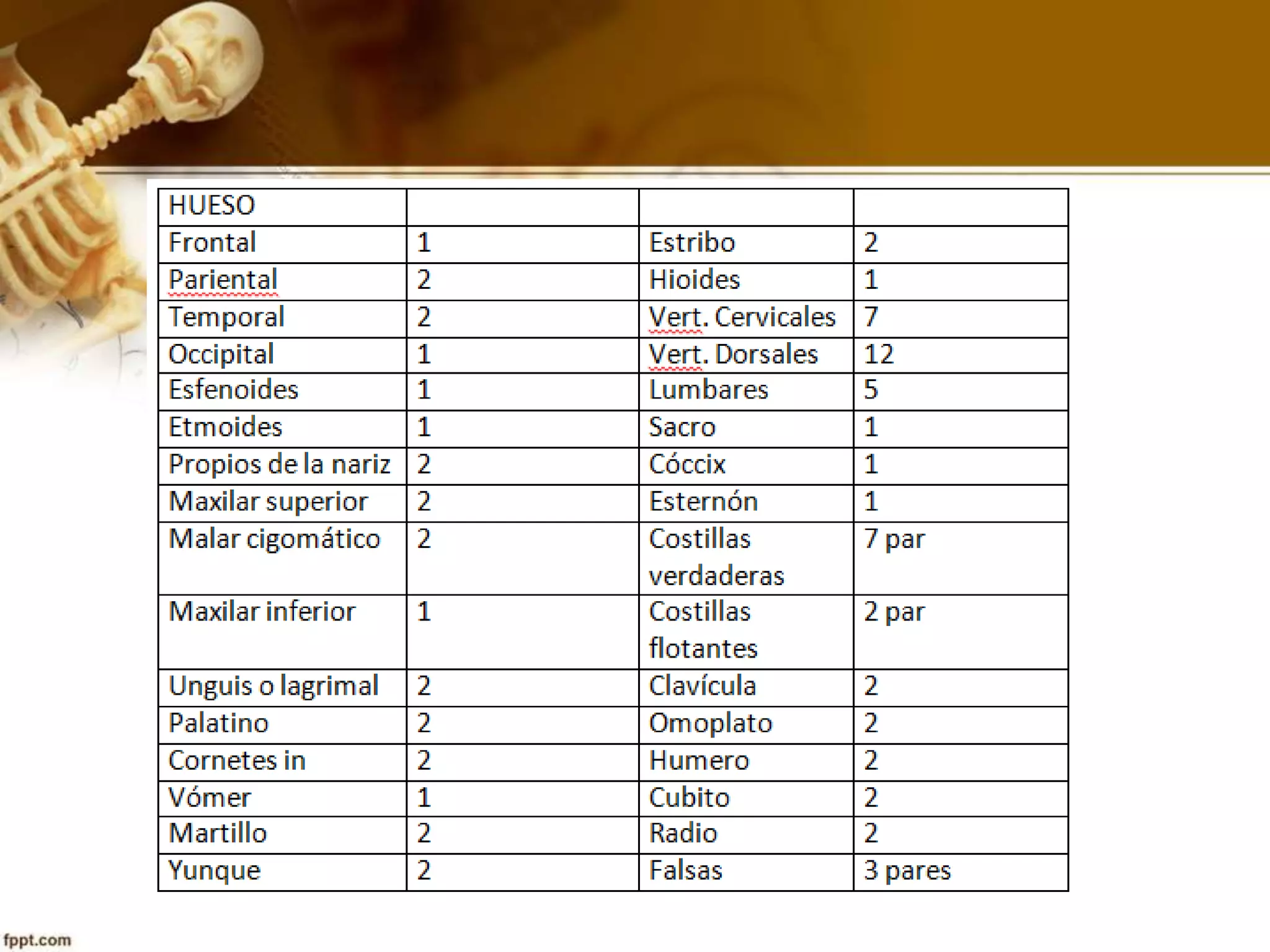 Anatomia 4 sistema osteoarticular | PPT