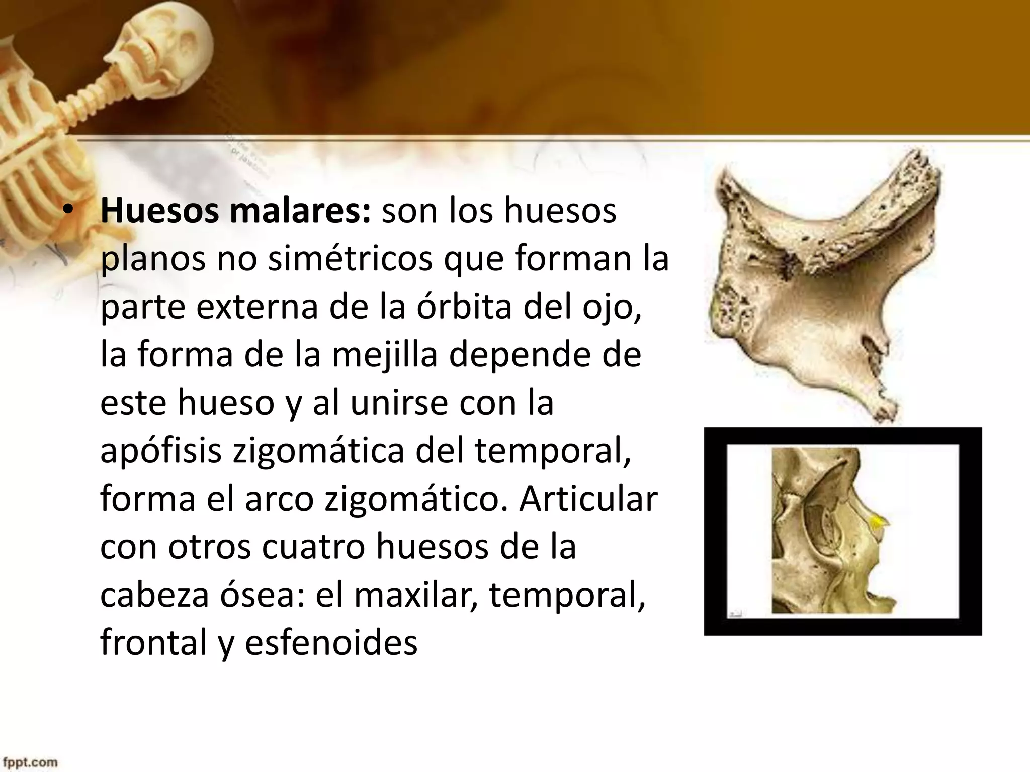 Anatomia 4 sistema osteoarticular | PPT