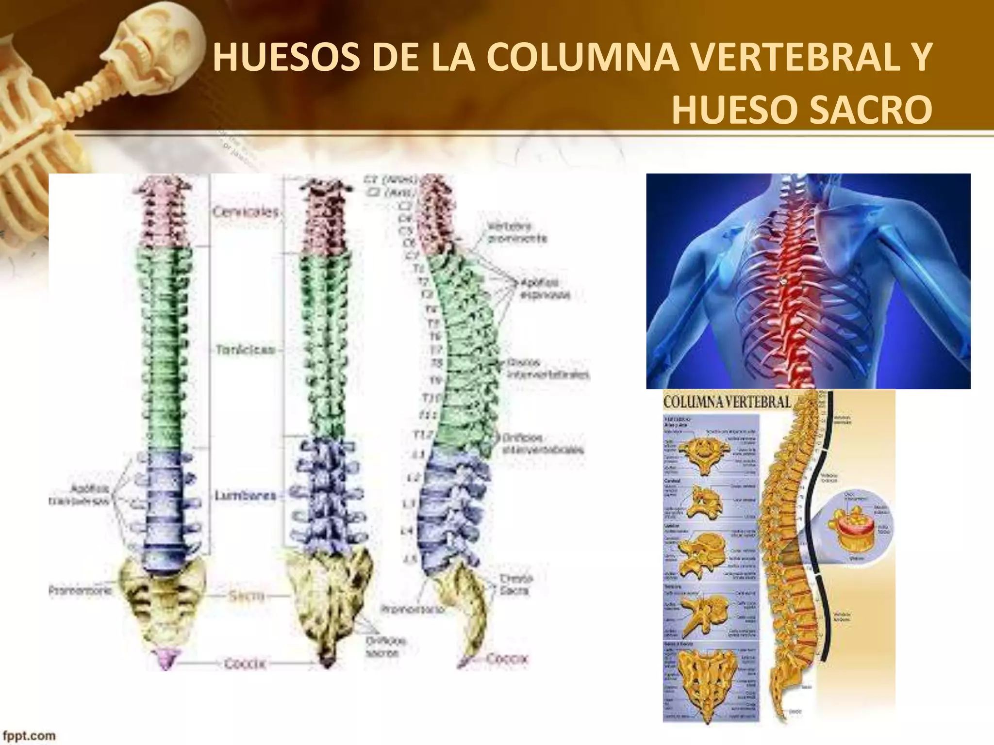 Anatomia 4 sistema osteoarticular | PPT