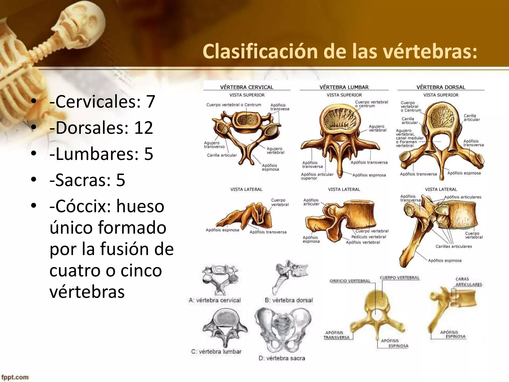 Anatomia 4 sistema osteoarticular | PPT