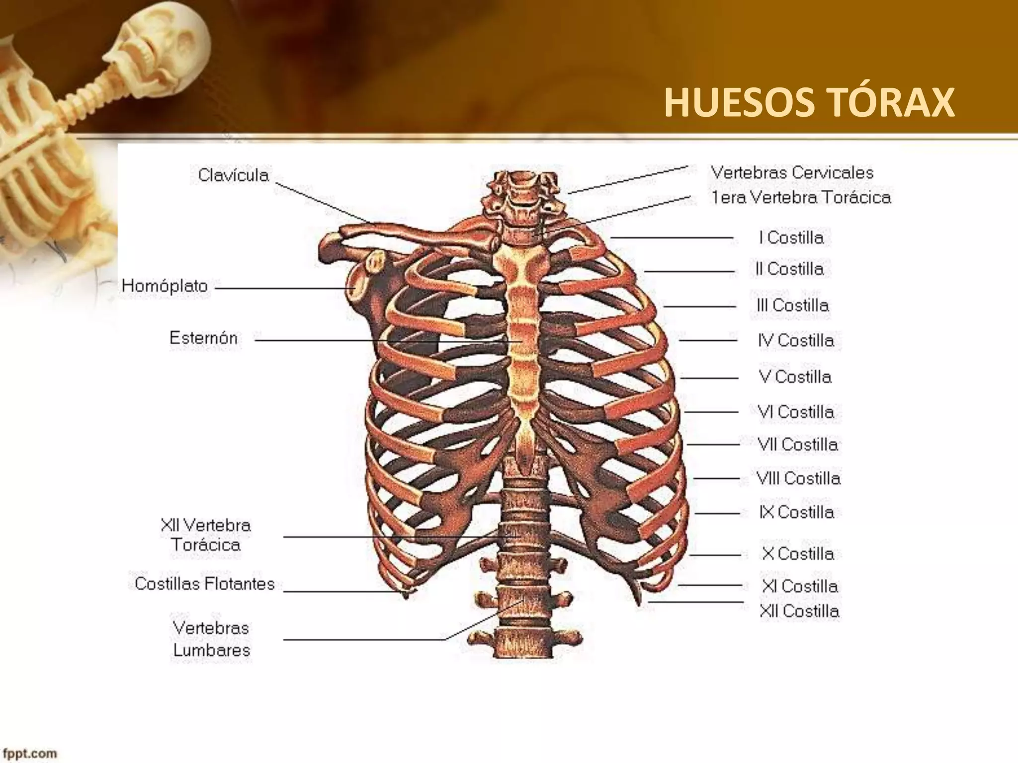 Anatomia 4 sistema osteoarticular | PPT