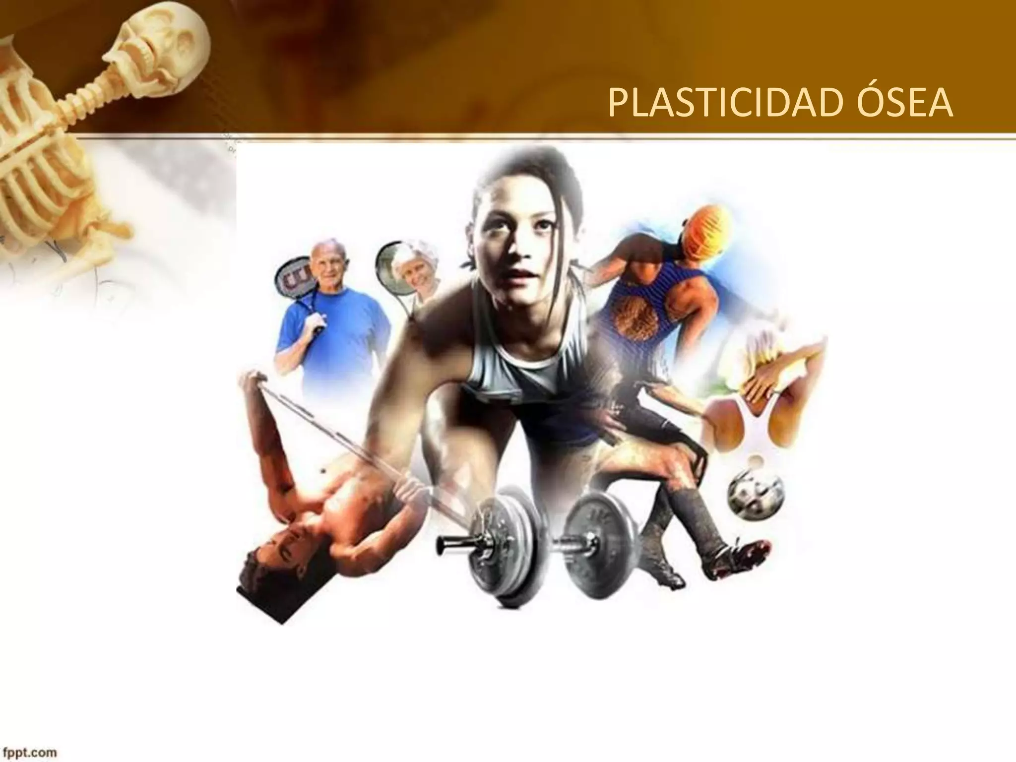 Anatomia 4 sistema osteoarticular | PPT