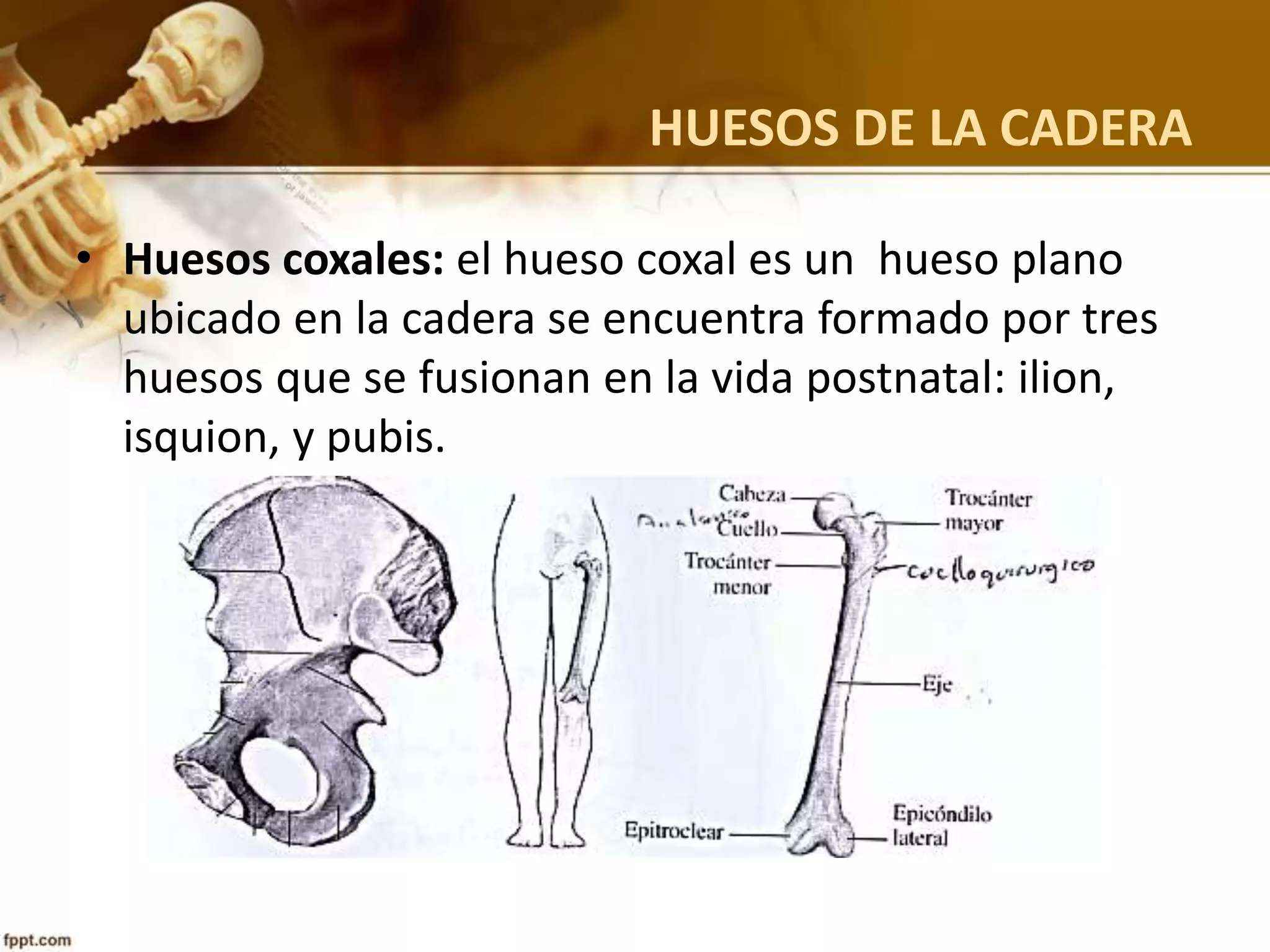 Anatomia 4 sistema osteoarticular | PPT