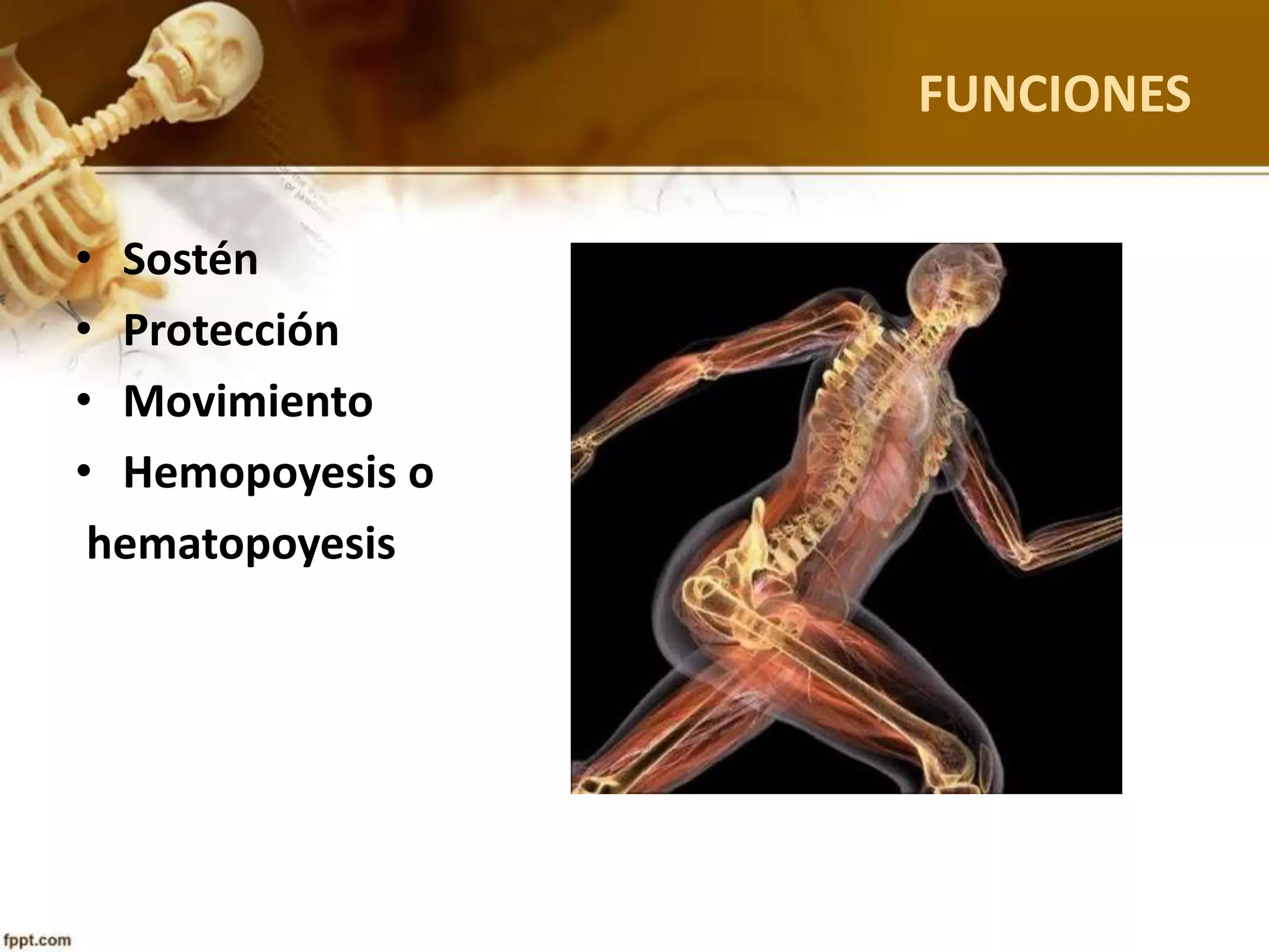 Anatomia 4 sistema osteoarticular | PPT
