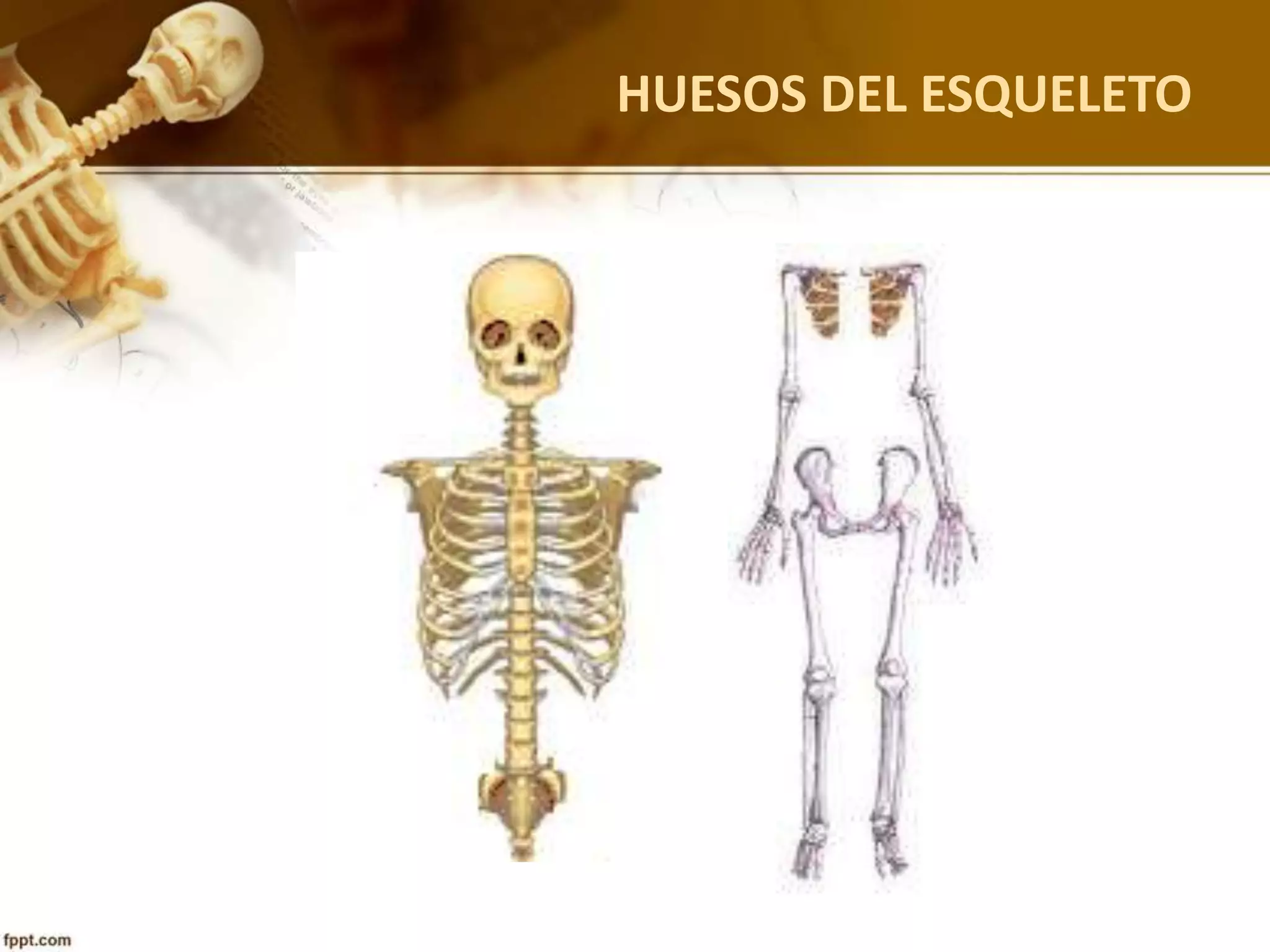 Anatomia 4 sistema osteoarticular | PPT