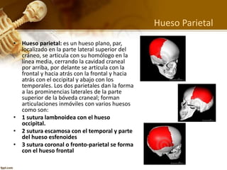 Anatomia 4 sistema osteoarticular | PPTX