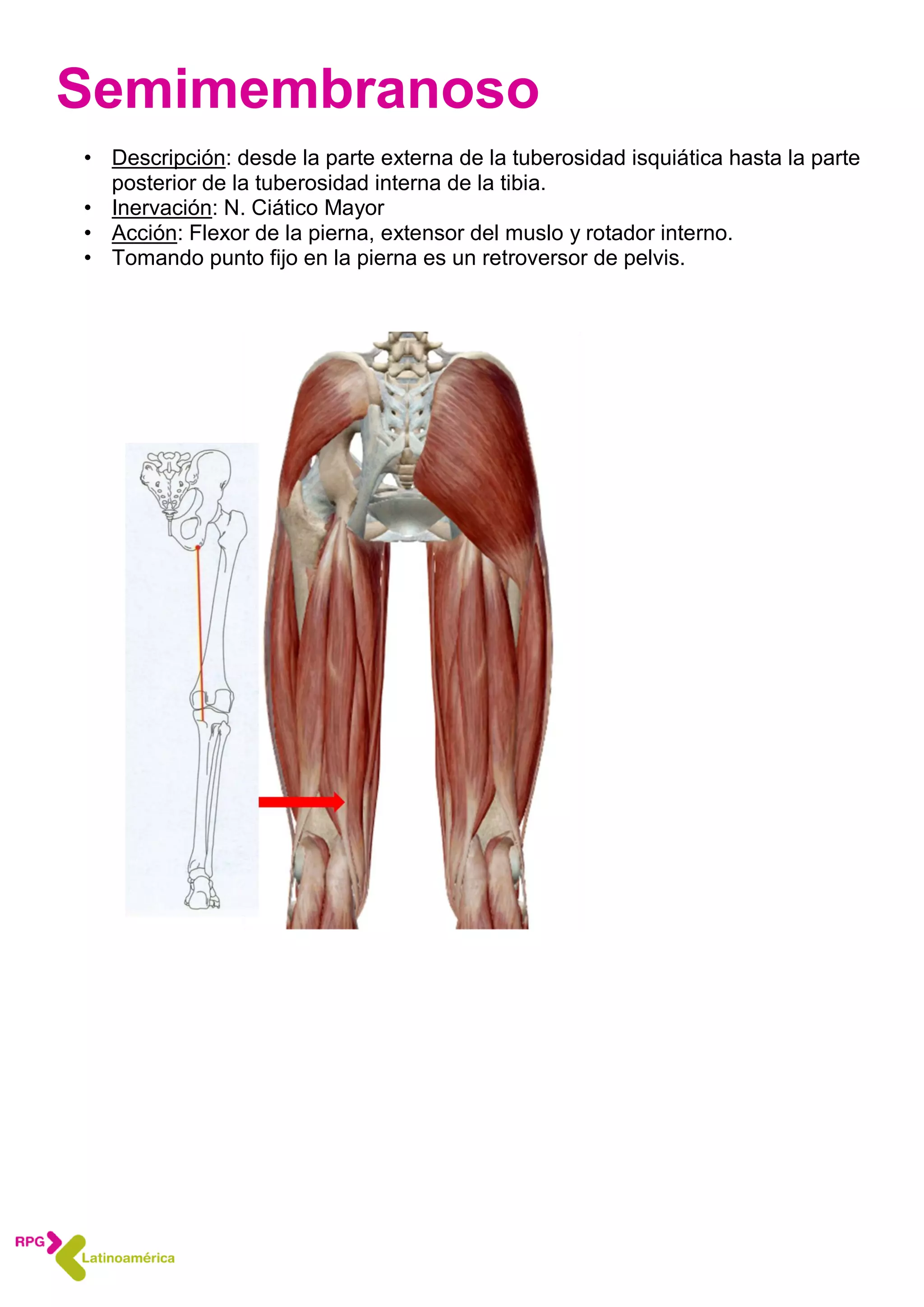 Anatomía 5 Músculos del muslo | PDF