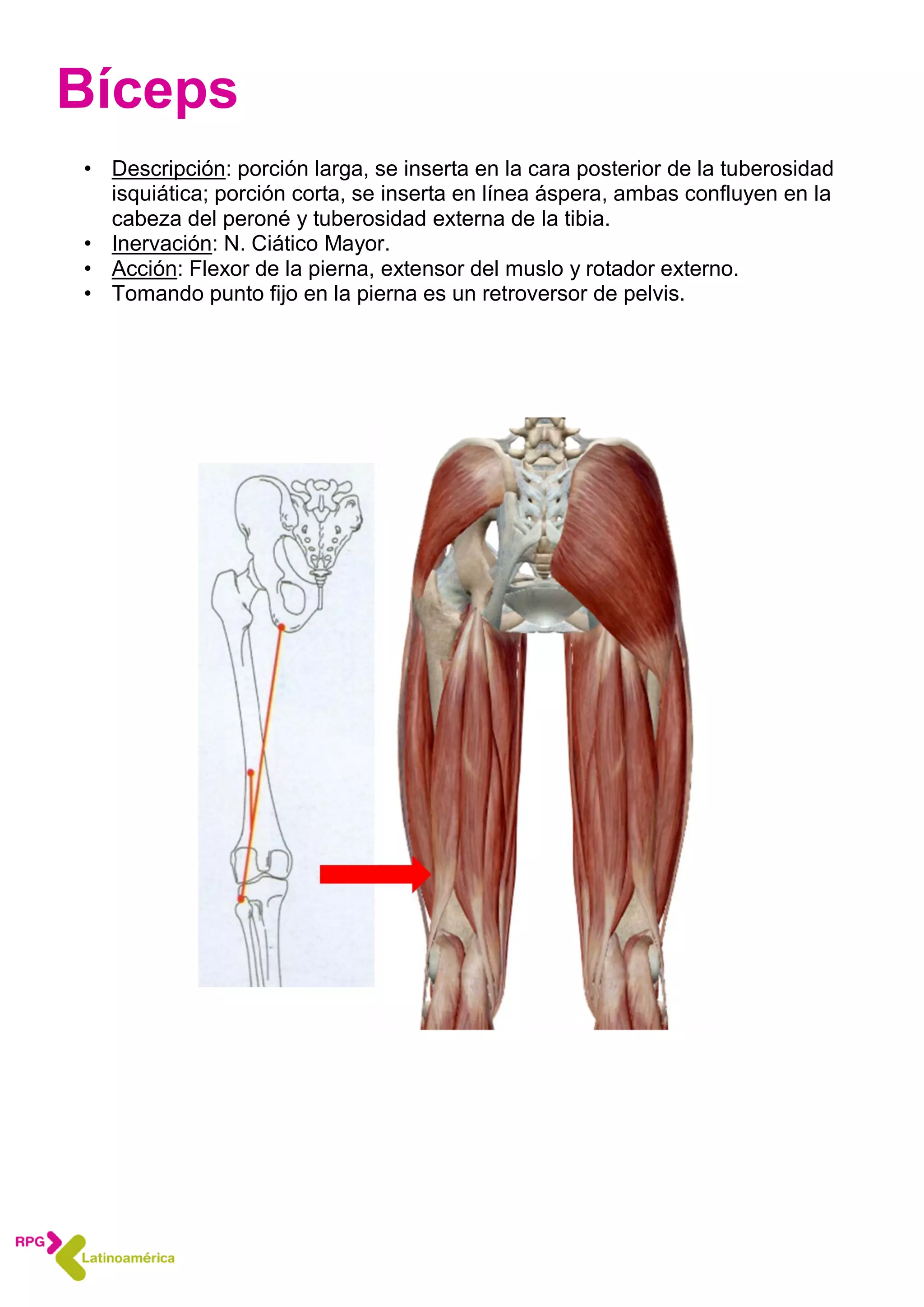 Anatomía 5 Músculos del muslo | PDF