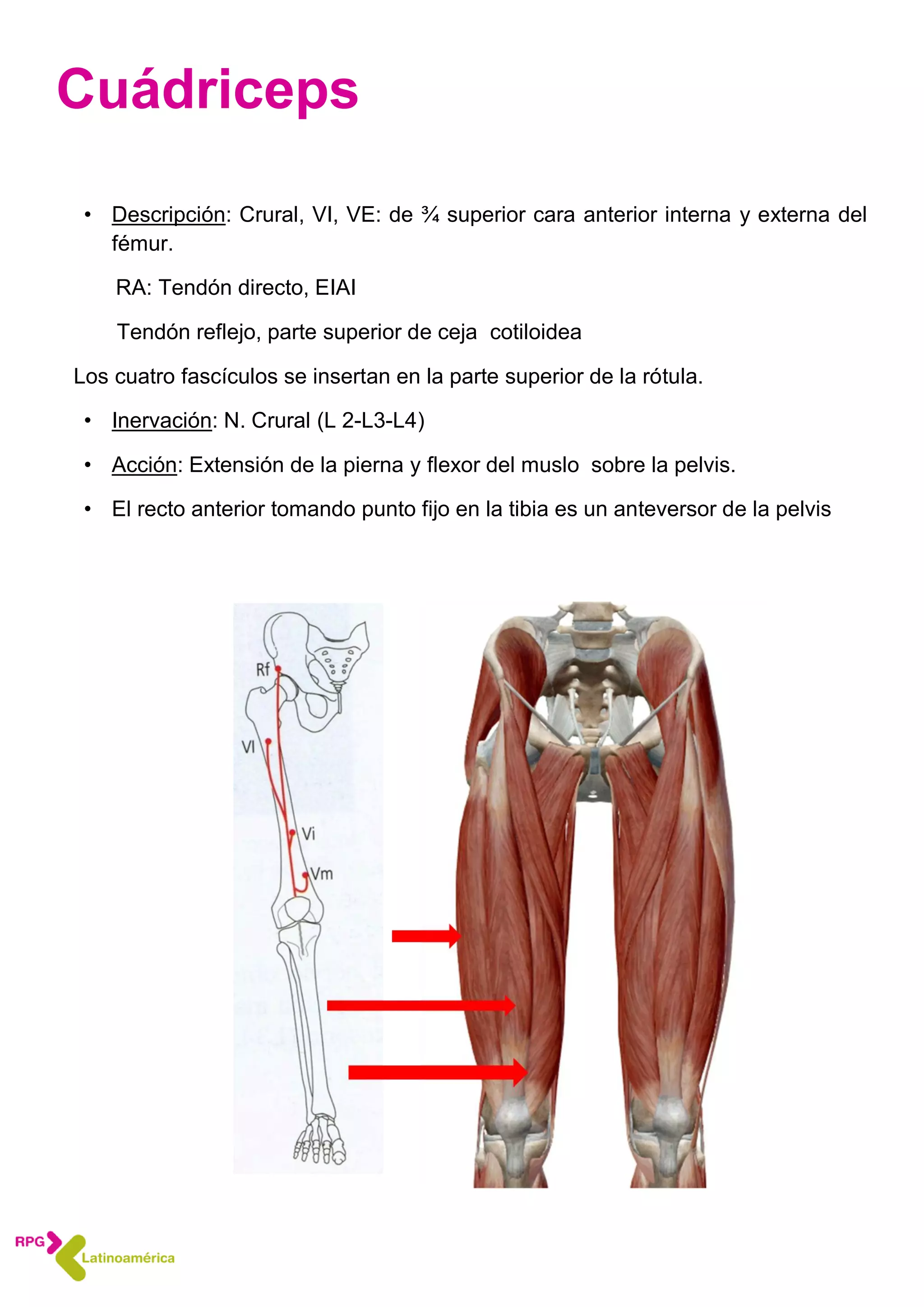 Anatomía 5 Músculos del muslo | PDF