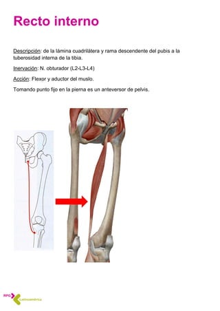 Anatomía 5 Músculos del muslo | PDF