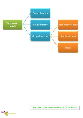 Anatomía 5 Músculos del muslo | PDF