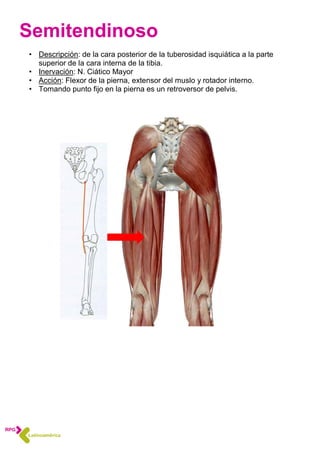 Anatomía 5 Músculos del muslo | PDF