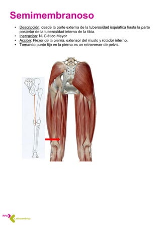 Anatomía 5 Músculos del muslo | PDF